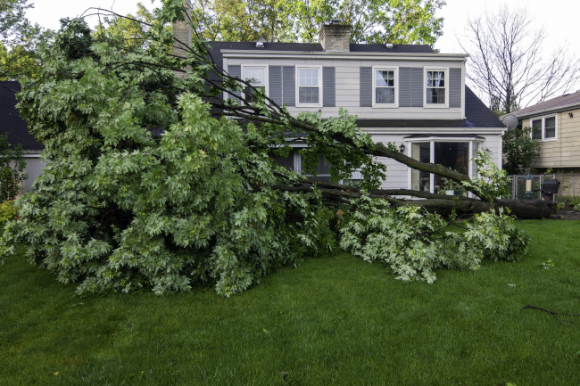 Signs You Need Emergency Tree Removal Services | Holland's Tree Service